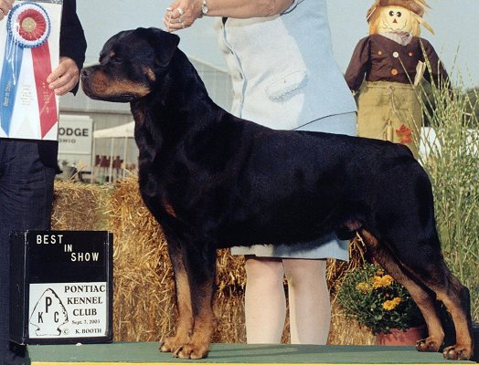 BIS/BISS/Am/Can/UKC CH STEINPLATZ AGELESS PETRA, CGC - Rottweiler at Stud